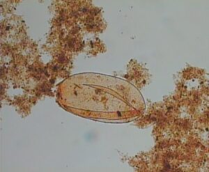 Photonic microscope (transmitted, natural and fluorescent light) - ISTO ...